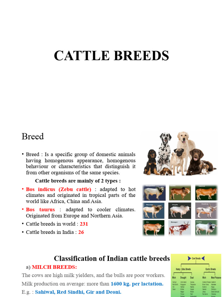 Class 3 Breeds Of Cattle Buffaloes Pdf Ethnobiology Breeding
