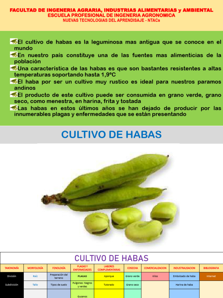 SEMANA 10-Cultivo de Habas | PDF | Agricultura | Plantas