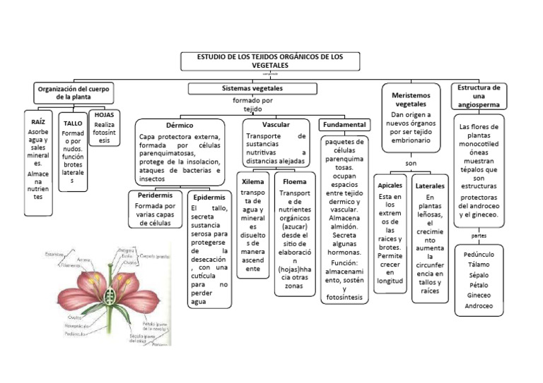Mapa Conceptual de Tejidos Vegetales | PDF | Tallo de la planta | Raíz