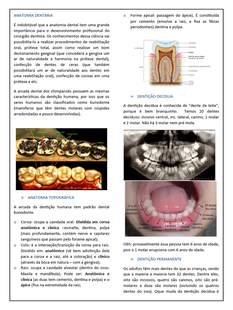ANATOMIA DENTÁRIA | PDF | Dente | Boca