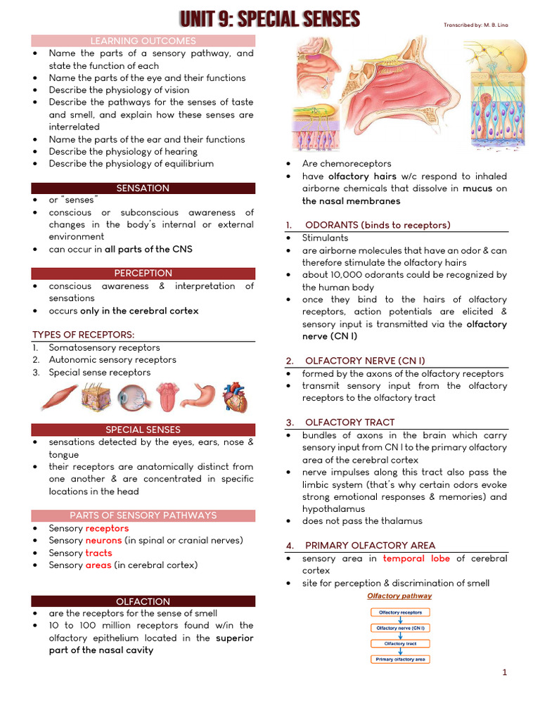 Unit 8 - Special Senses | PDF | Senses | Taste