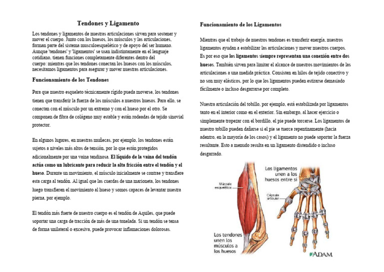 Tendones y Ligamento | PDF | Tendón | Articulación
