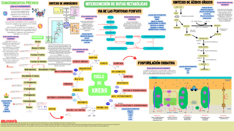 INFOGRAFIA 3 BIOCA (1) | PDF | Dieta y nutrición | Química