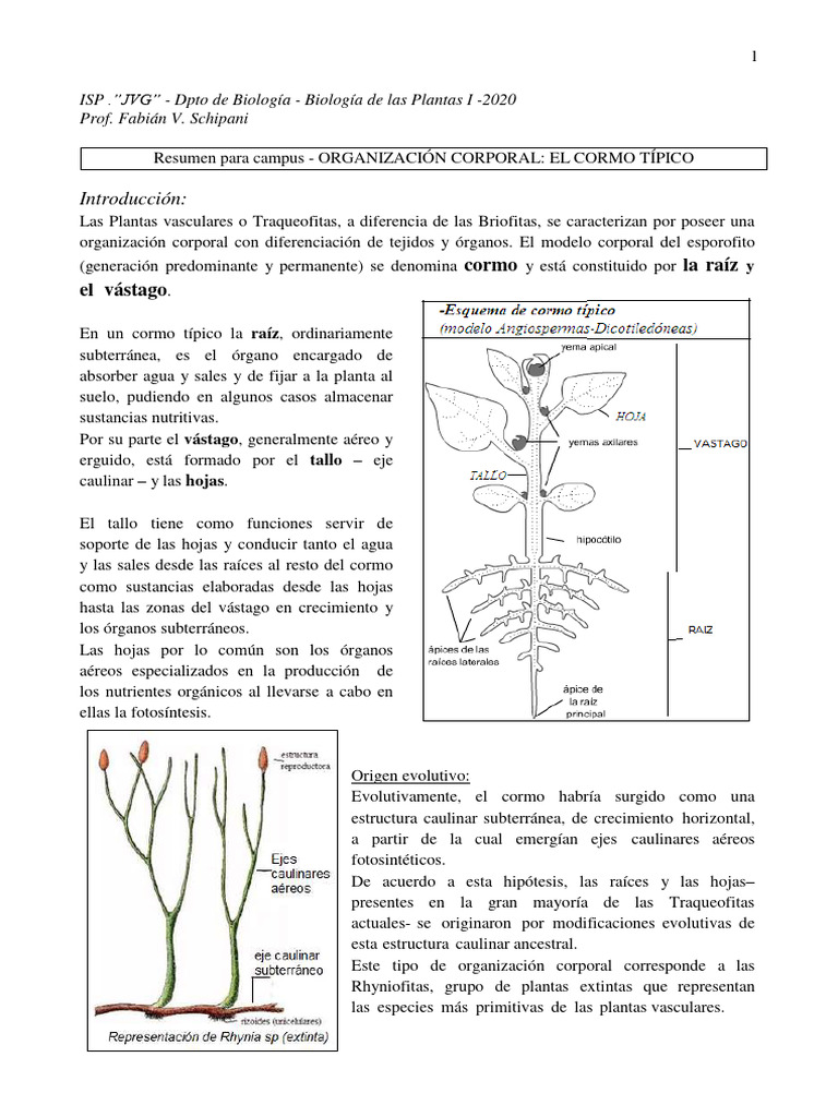 Resumen Organizacion Del Cormo 2020 para Campus 2 | PDF | Tallo de la ...