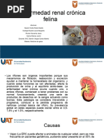 Manejo de la ERC en gatos según IRIS | PDF | Aspirina | Medicamentos ...
