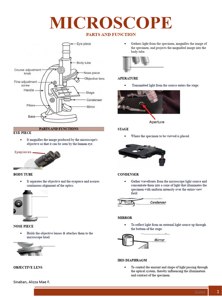 Microscope Parts and Functions | PDF | Vision | Optics