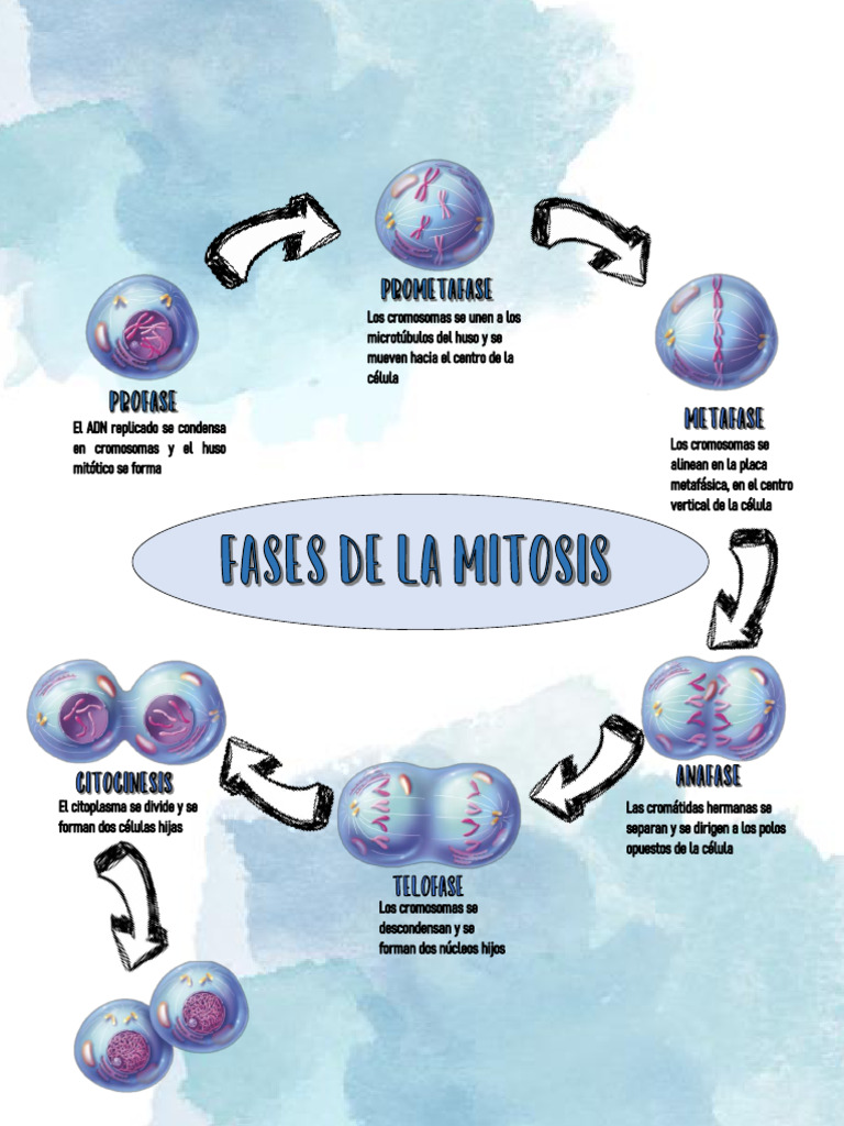 Fases de La Mitosis | PDF