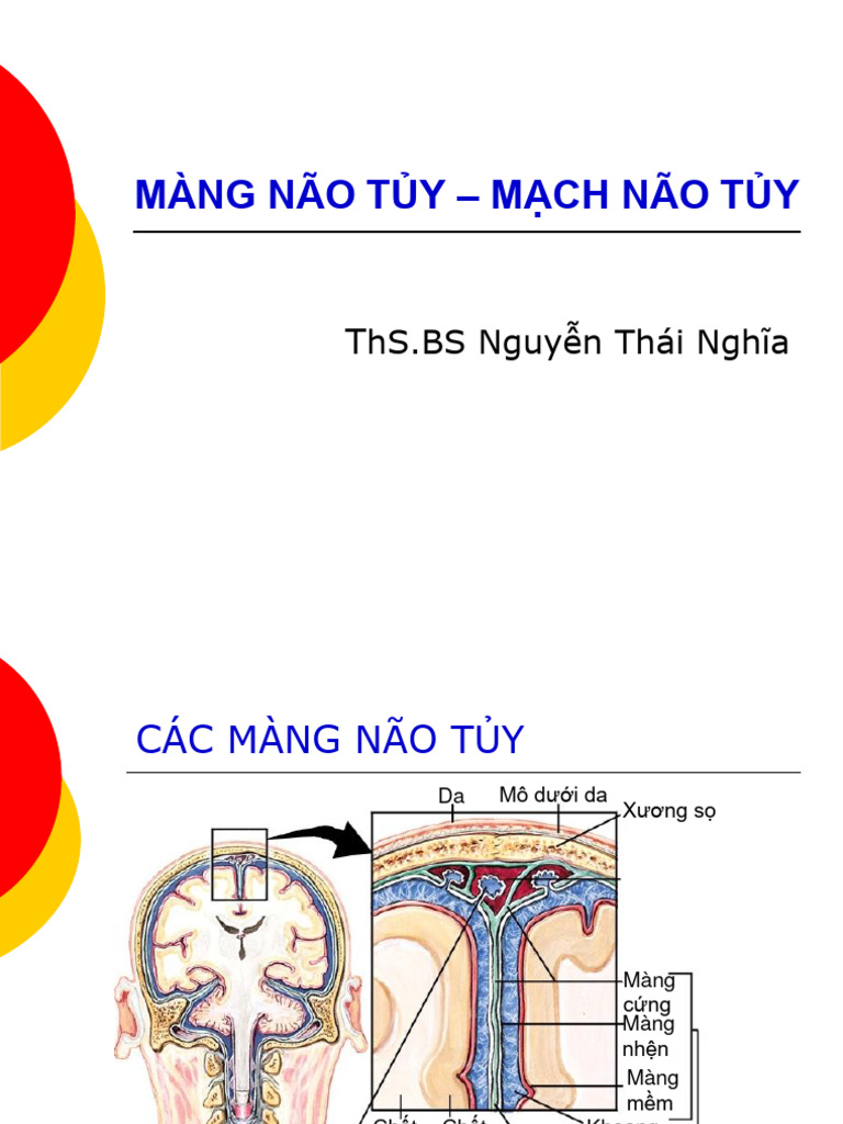 Sinh Lý Mach Nao Tuy Mang Nao Tuy | PDF