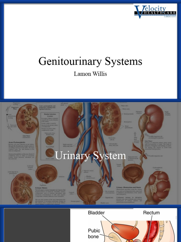 Genitourinary Systems | PDF | Human Body | Uterus