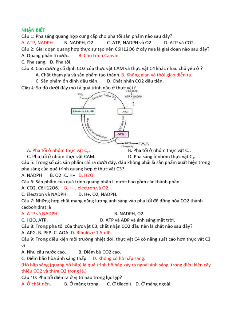 SH11 Quang H P | PDF