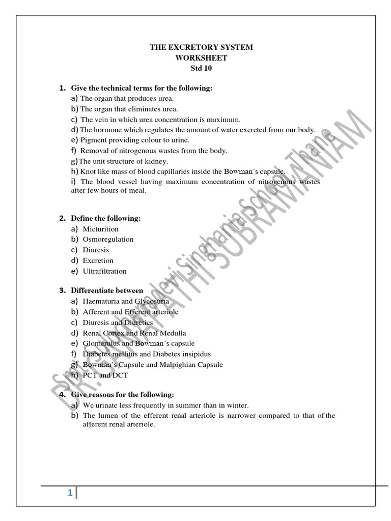 Excretory System Worksheet for Class 10 | PDF | Kidney | Urinary System