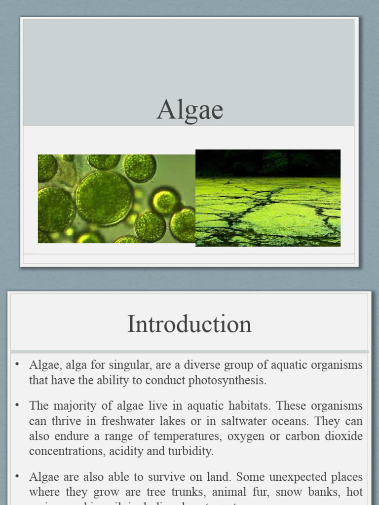 Algae | Download Free PDF | Algae | Nature