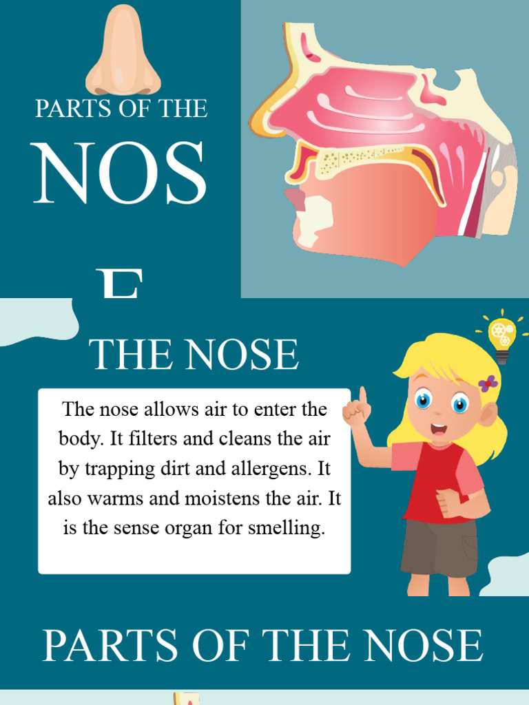 Parts of The Nose and Skin | PDF | Skin | Human Nose