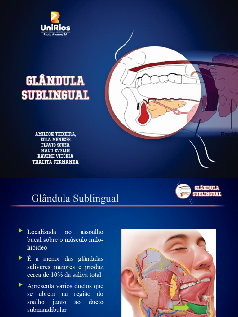 Histologia - Glândula Sublingual | PDF
