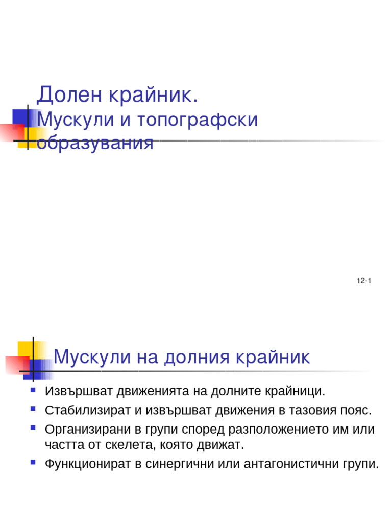 Muskuli Na Dolen Kraiinik | PDF