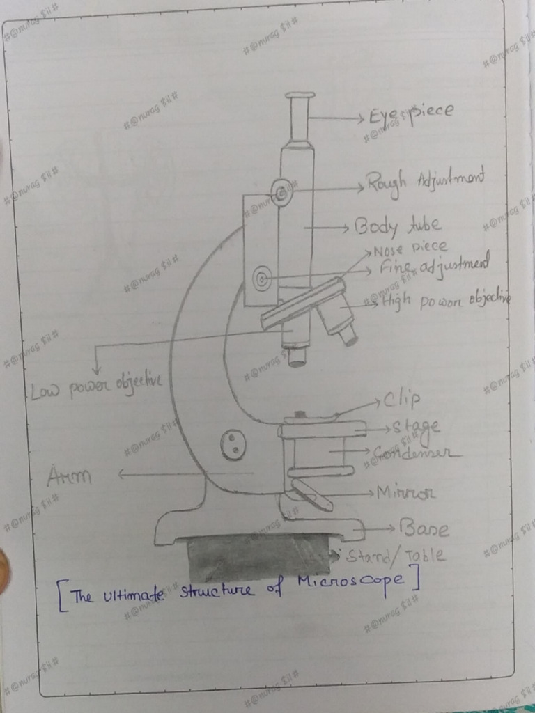 Compound Microscope | PDF