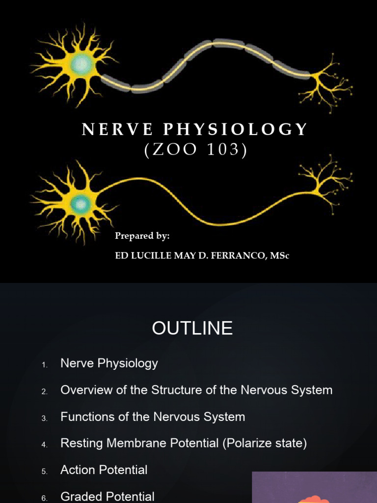 Nerve Physiology PDF | Download Free PDF | Central Nervous System ...
