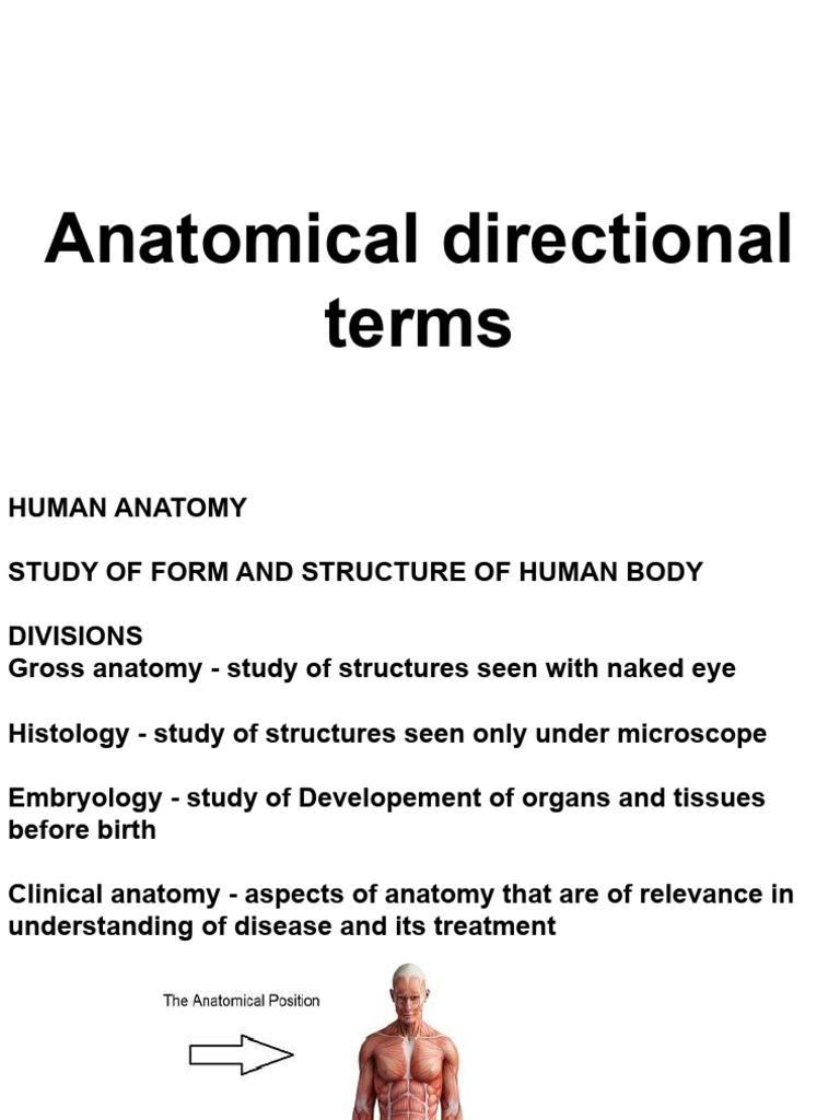 Human Anatomy: Directional Terms Explained | PDF | Anatomical Terms Of ...
