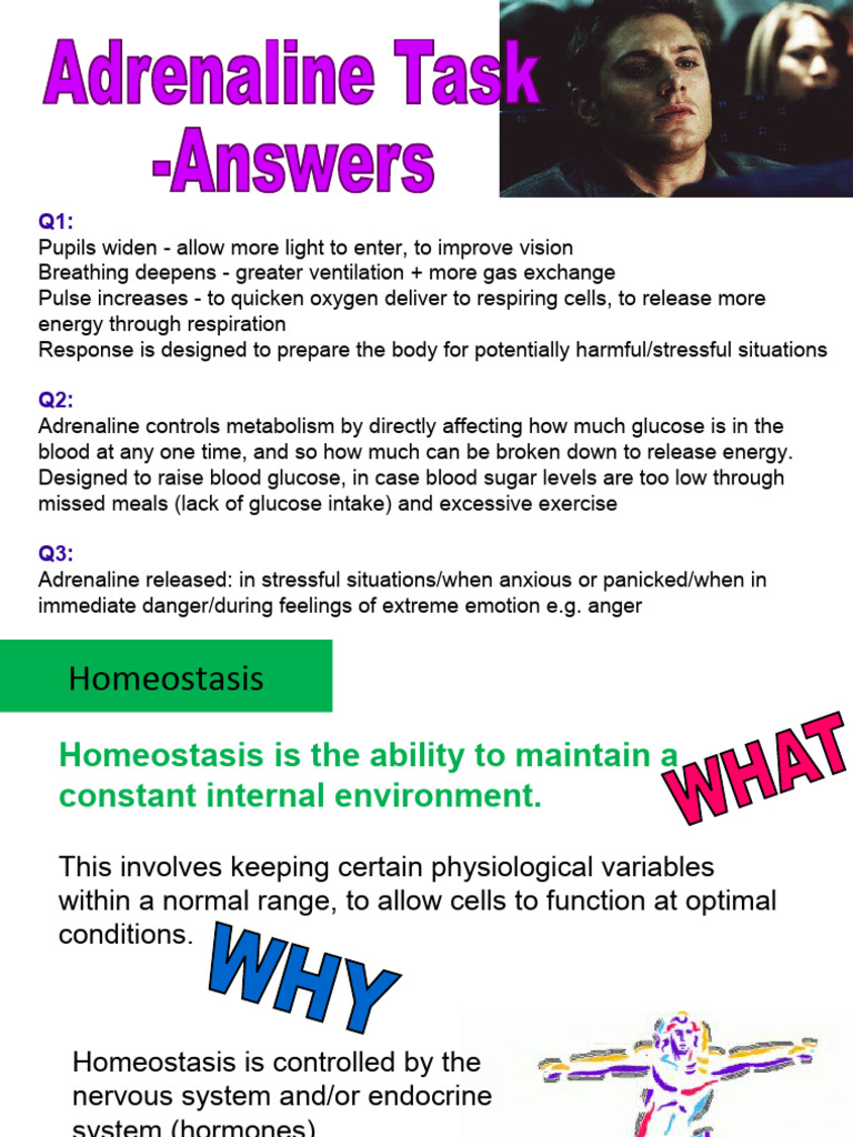 Lesson 5 Principles of Homeostasis and Thermoregulation | PDF ...