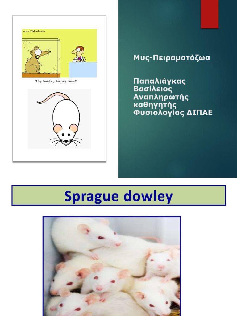 Μυς Πειραματόζωα | PDF