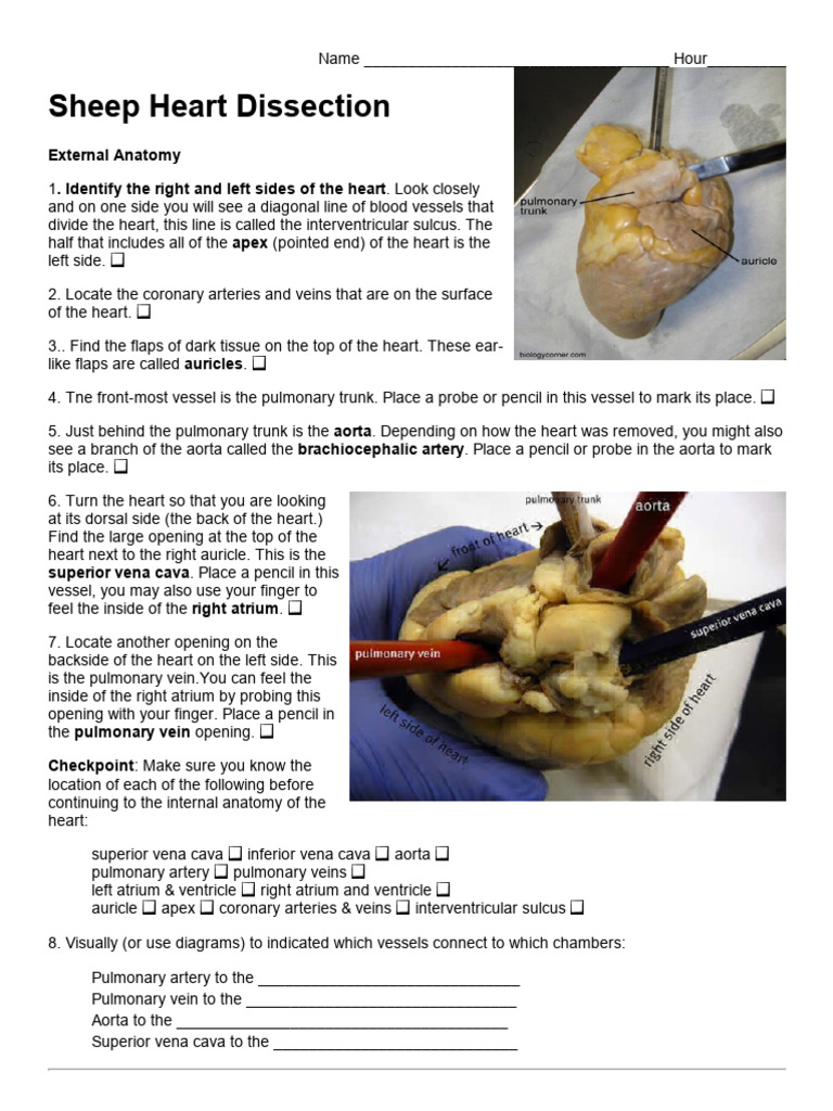Labeled Sheep Heart Dissection Guide | PDF | Technology & Engineering
