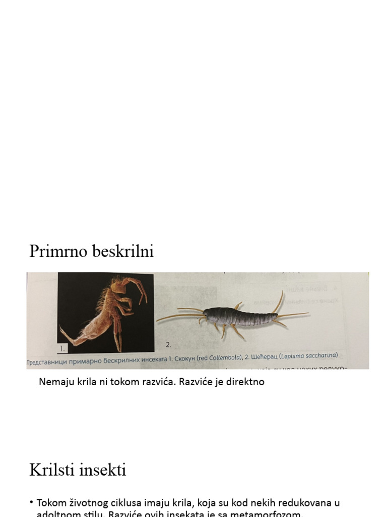 Insekti | PDF