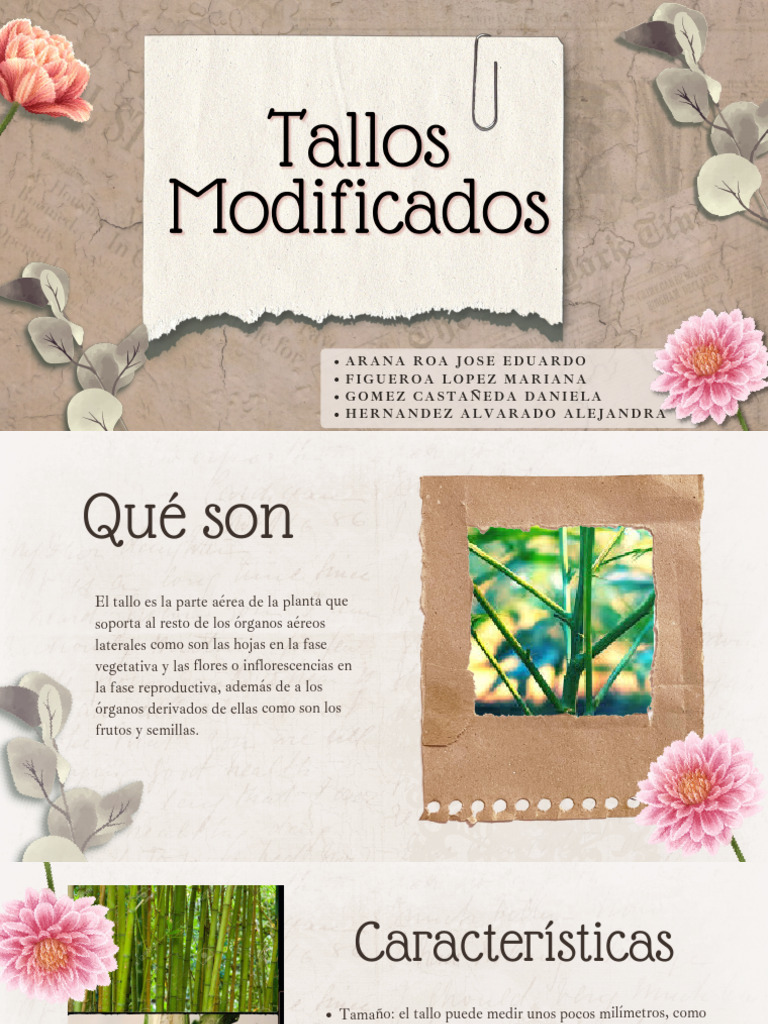 Tallos Modificados - Botánica | PDF | Tallo de la planta | Morfología ...