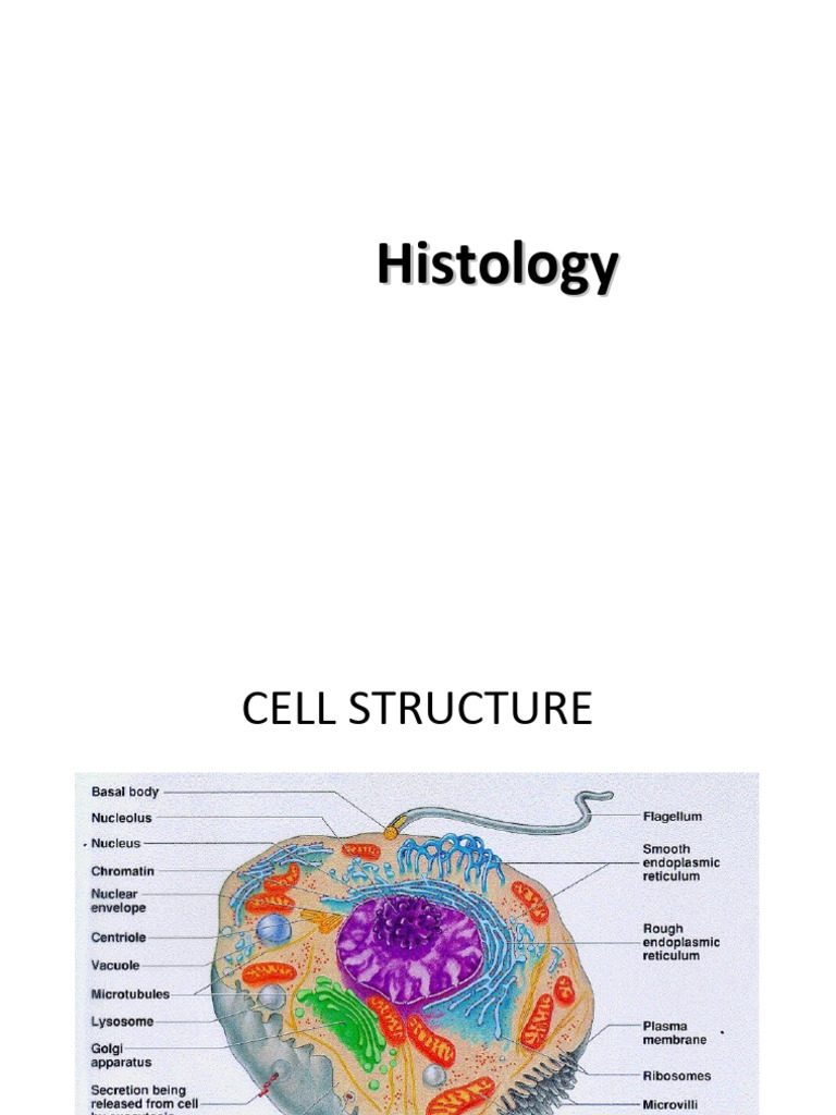 Basic Histology-1 | PDF | Epithelium | Connective Tissue