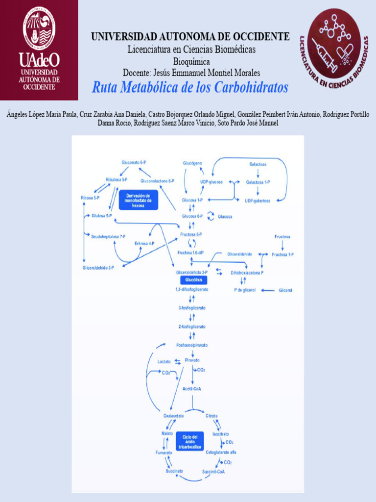 Ruta Metabólica de Los Carbohidratos | PDF