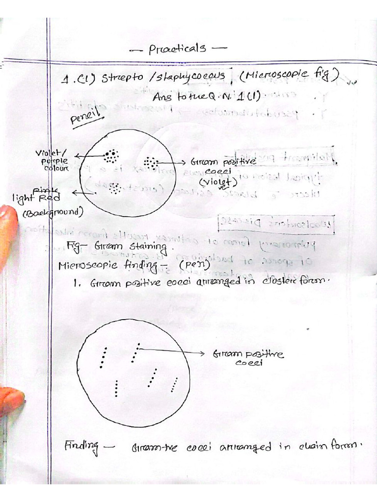 Micro Practical (KK) | PDF