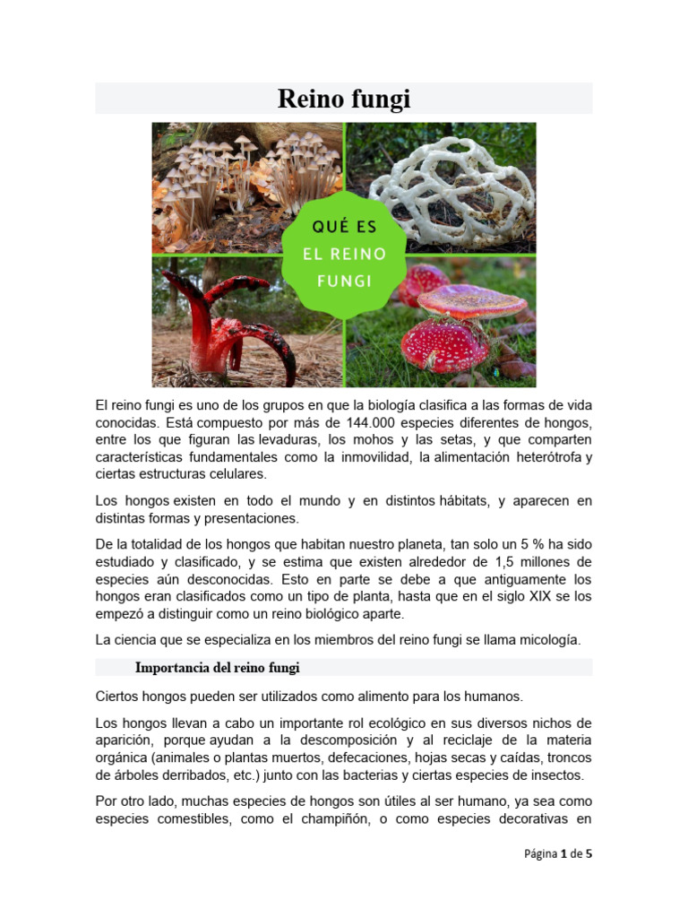 Reino Fungi | PDF | Hongo | Espora