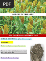 Gundhi Bug Zoo | PDF | Rice | Insects