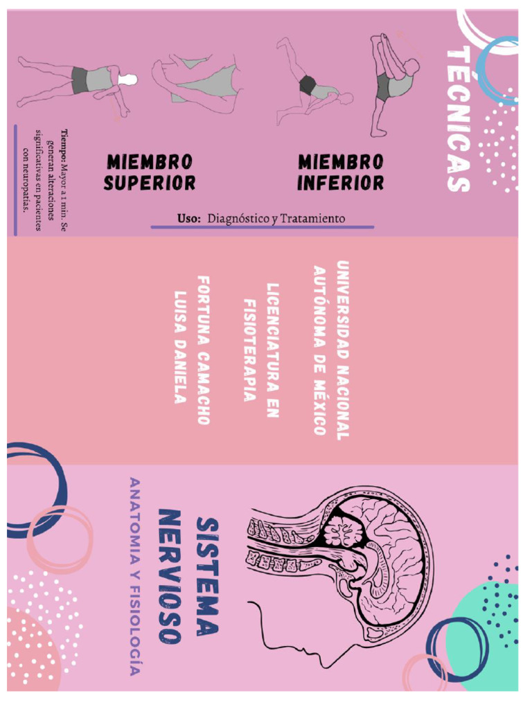 Triptico Sistema Nervioso | PDF