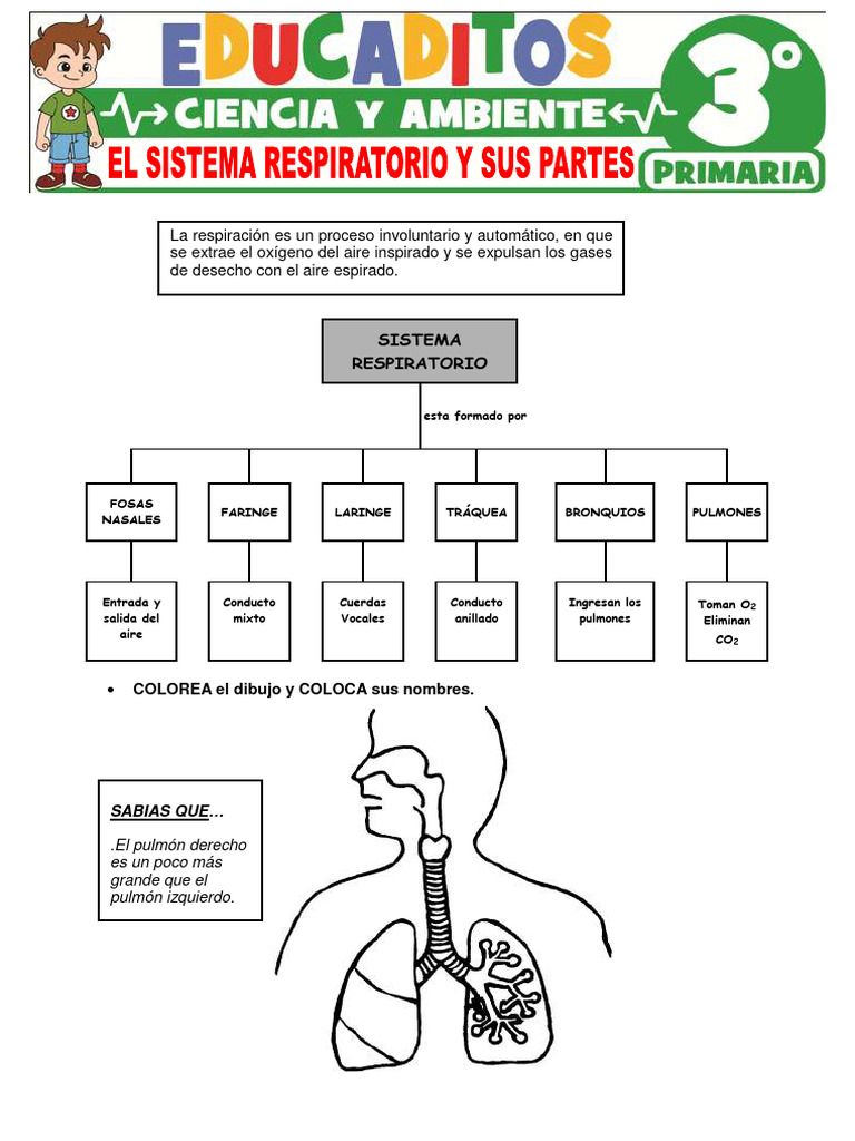 El-Sistema-Respiratorio-y-sus-Partes-para-Tercer-Grado-de-Primaria ...
