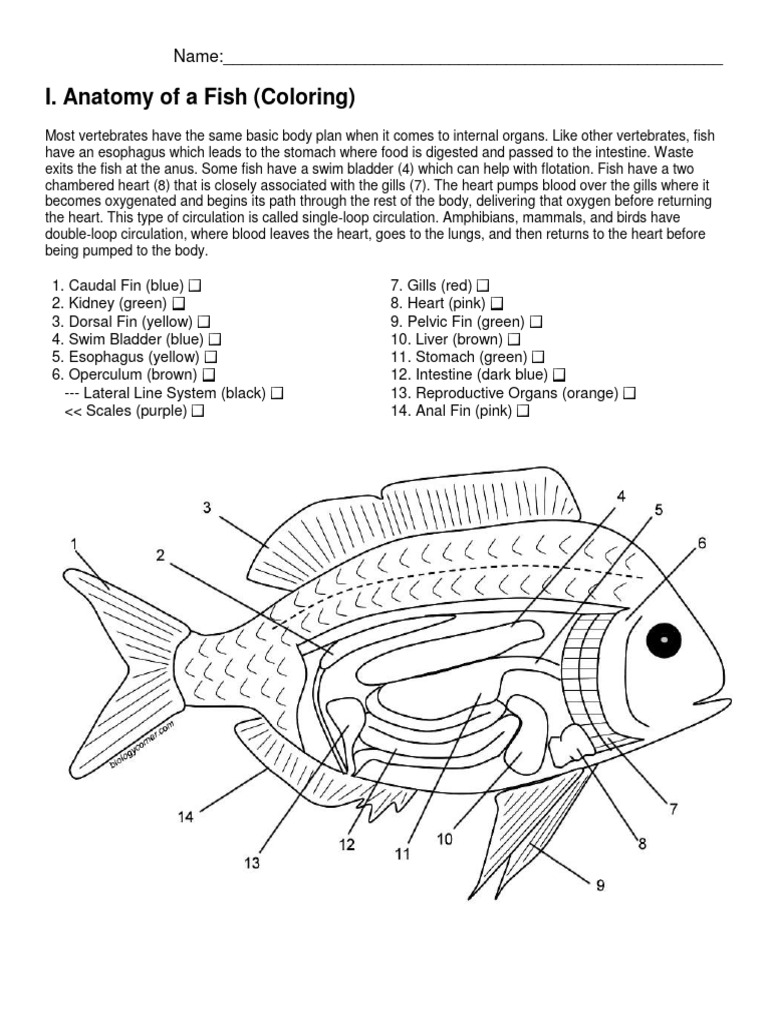 Fish Coloring | Download Free PDF | Fish | Anatomy
