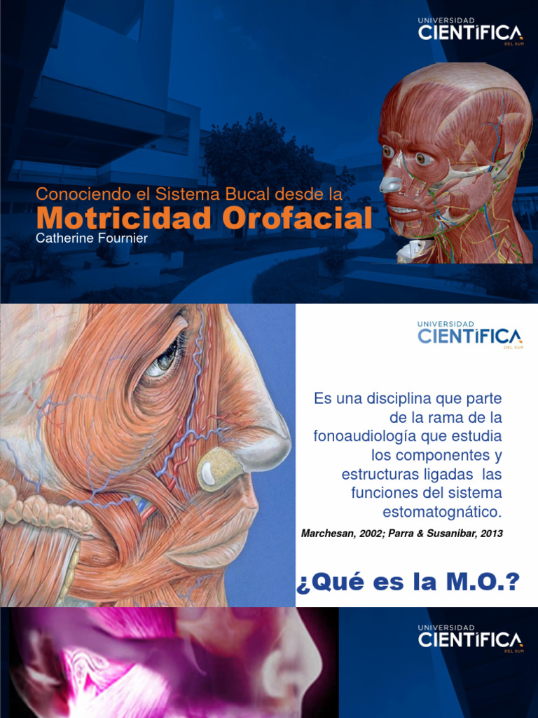 Motricidad Orofacial - SEM-02 - SESIÓN-02 - 2023-II | PDF | Músculo ...