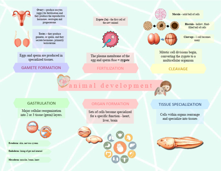 Animal Development Stages Explained | PDF | Fertilisation | Biological ...
