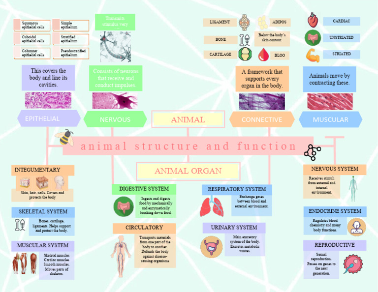 Animals Structure Concept Map | PDF | Epithelium | Human Body
