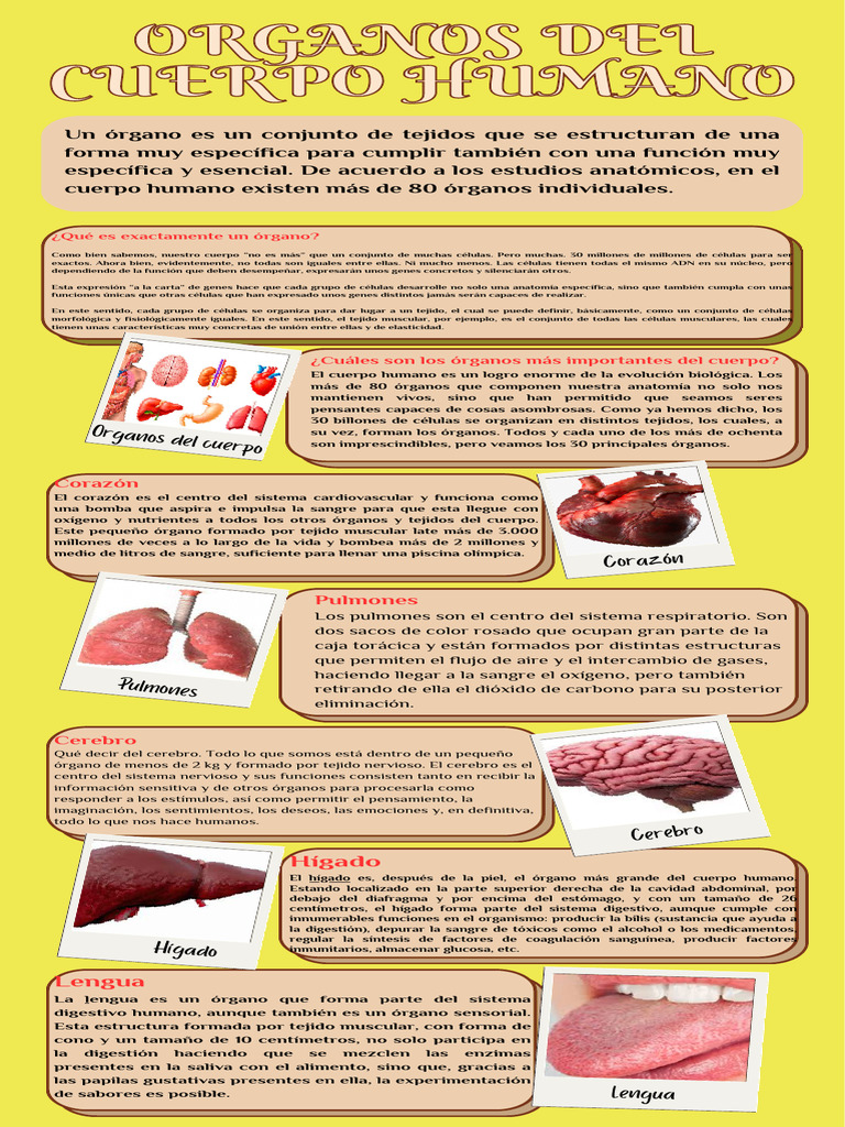 Infografia de Los Organos Del Cuerpo Humano | PDF | Sistema digestivo ...
