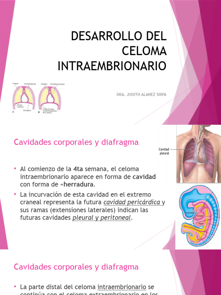 CELOMA | PDF | Abdomen | Anatomía humana