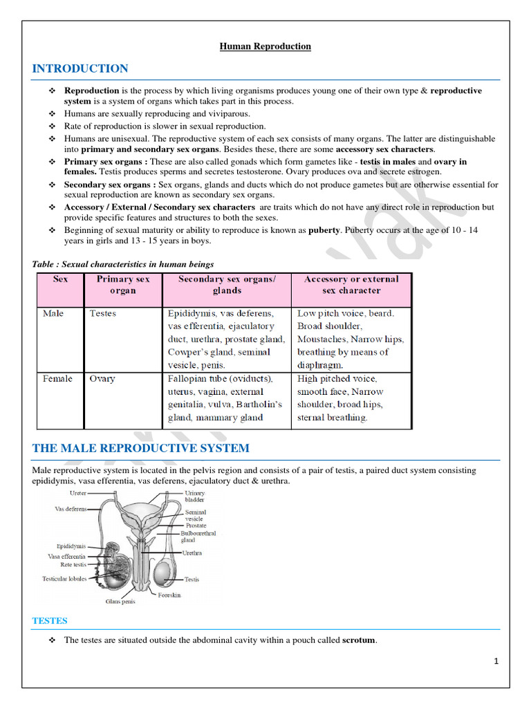 Human Reproduction | PDF | Menstrual Cycle | Ovary