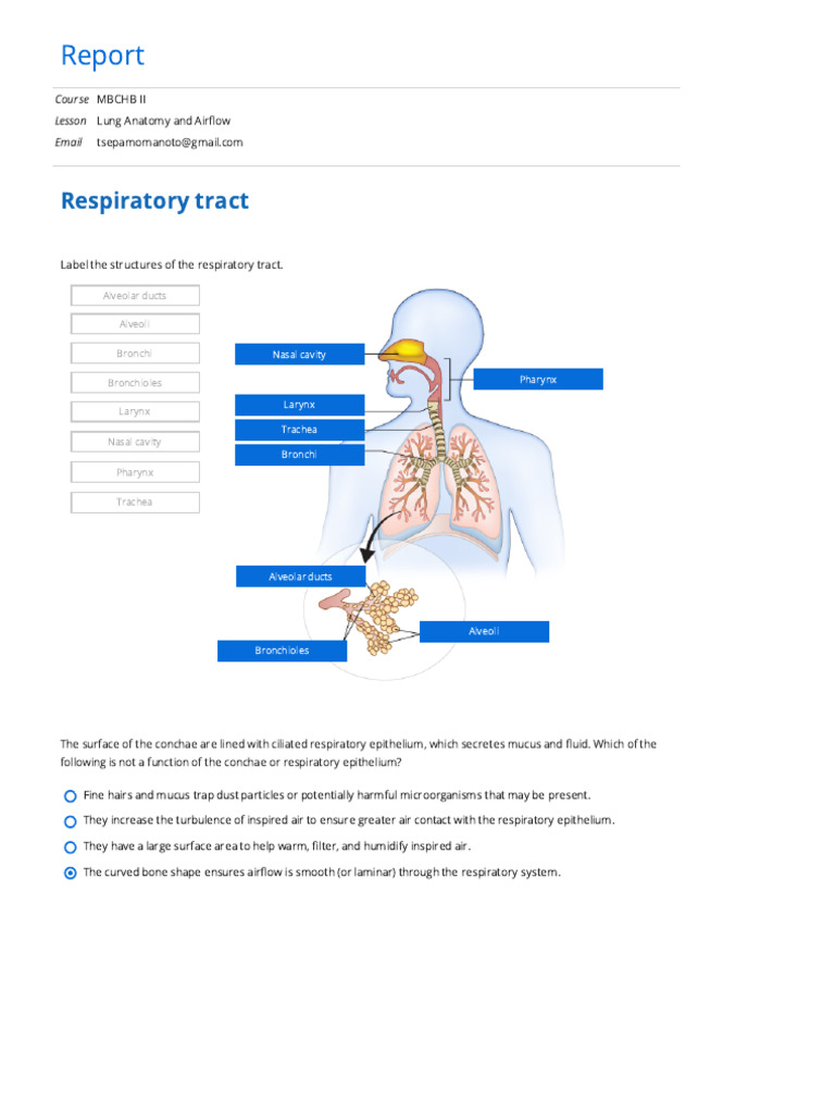 Lung Anatomy and Airflow Report | PDF | Respiratory Tract | Physiology