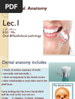 Using - Dentition To Age Cattle | PDF | Tooth | Dentistry