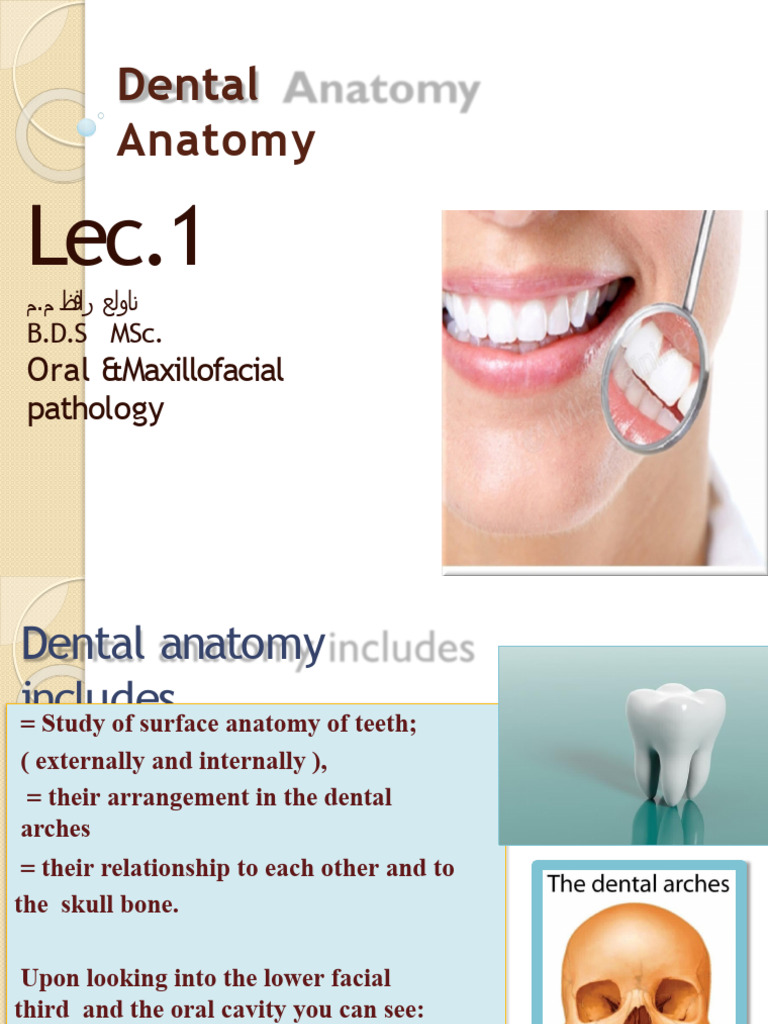 All Dental Anatomy | PDF | Dental Anatomy | Tooth