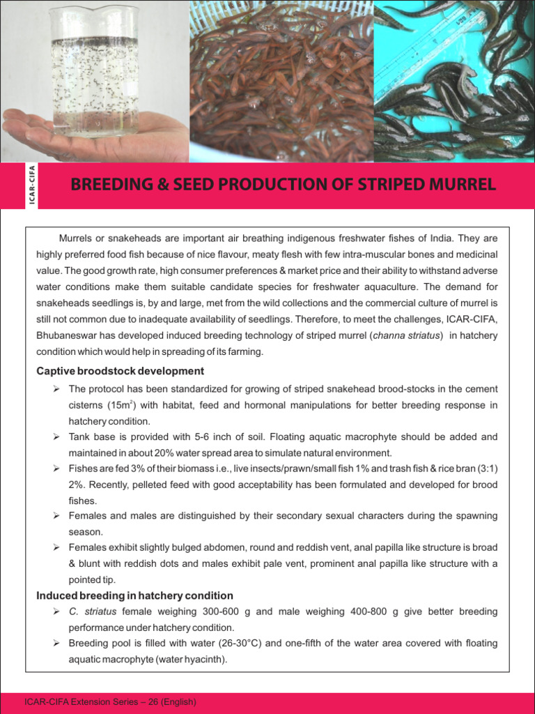Breeding Seed Production Striped-Murrel | PDF | Spawn (Biology) | Egg