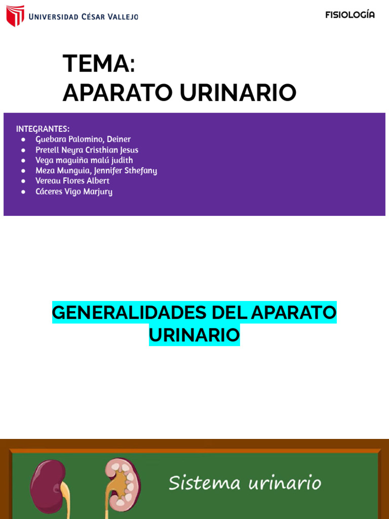 Aparato Urinario - G4 | PDF | Riñón | Sistema urinario