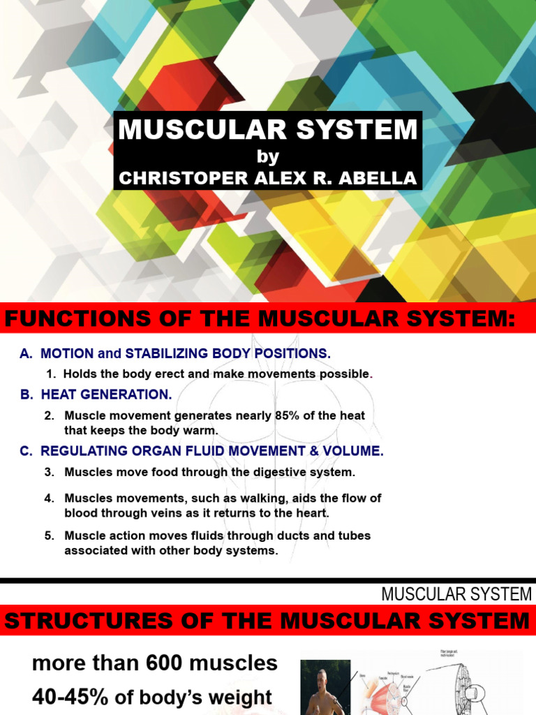 Muscular System | PDF | Anatomical Terms Of Motion | Skeletal Muscle