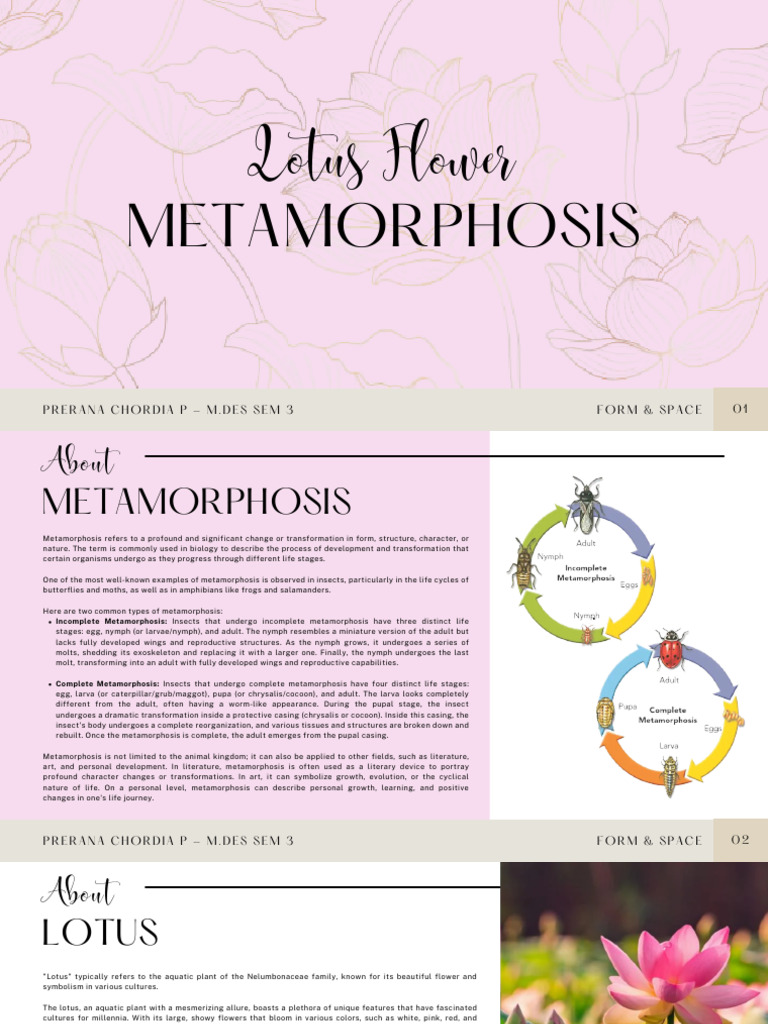 Lotus Metamorphosis - Form and Space | PDF | Pupa | Plants