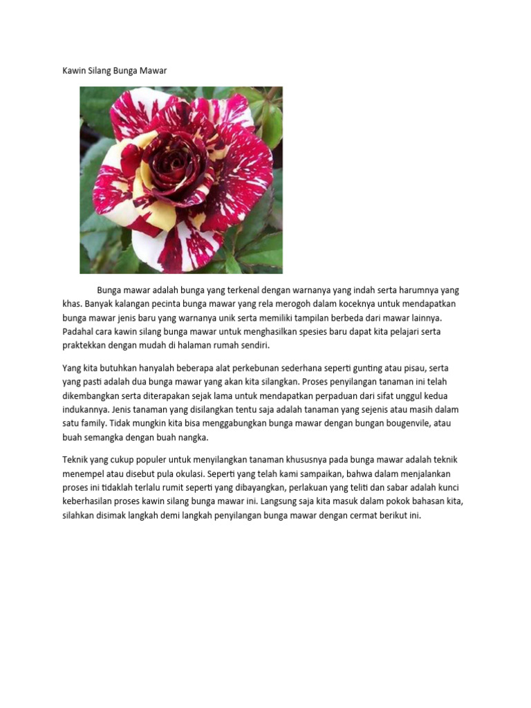 Cara Kawin Silang Bunga Mawar Mudah | PDF
