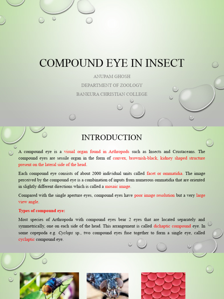 Compound Eye in Insect | PDF | Eye | Retina